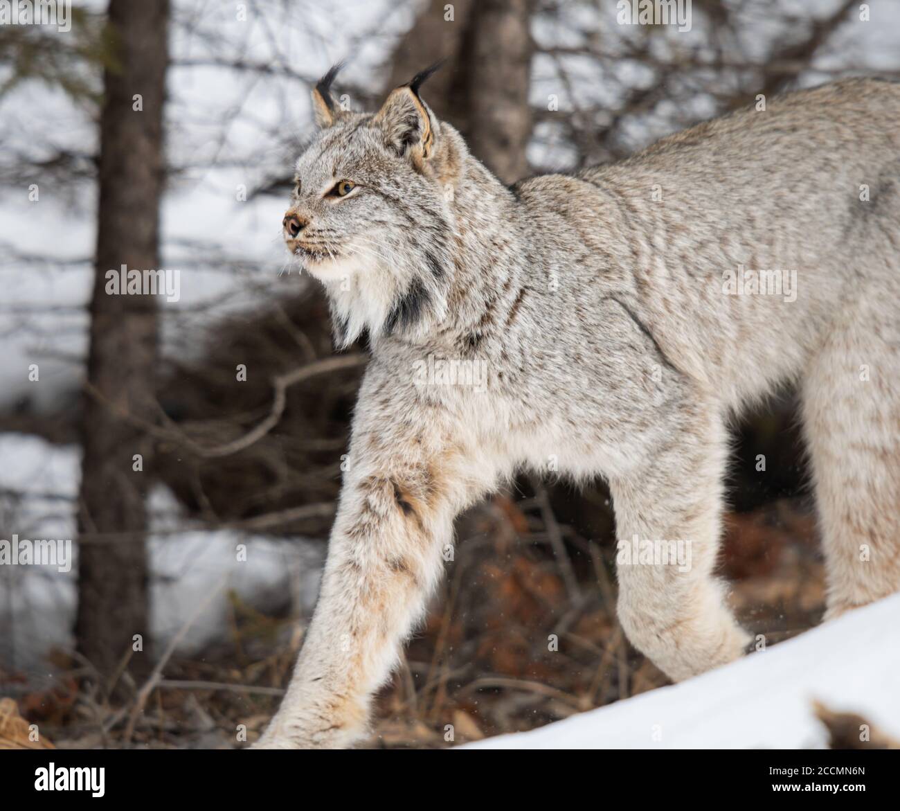 Canadian lynx in the wild Stock Photo - Alamy