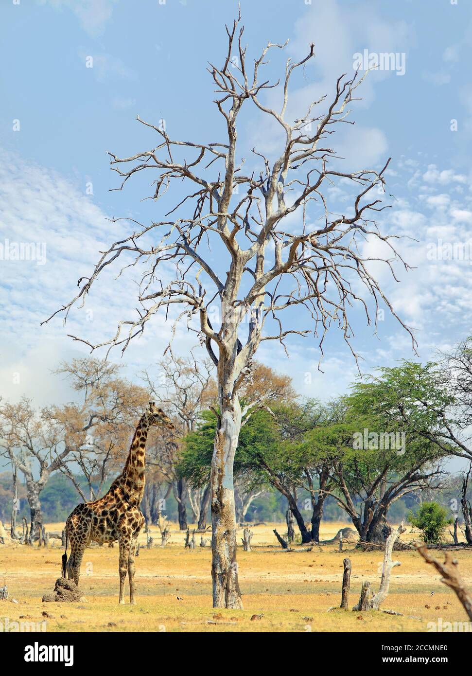 Common Giraffe (Giraffa Camelopardalis) standing next to a bare dead ...