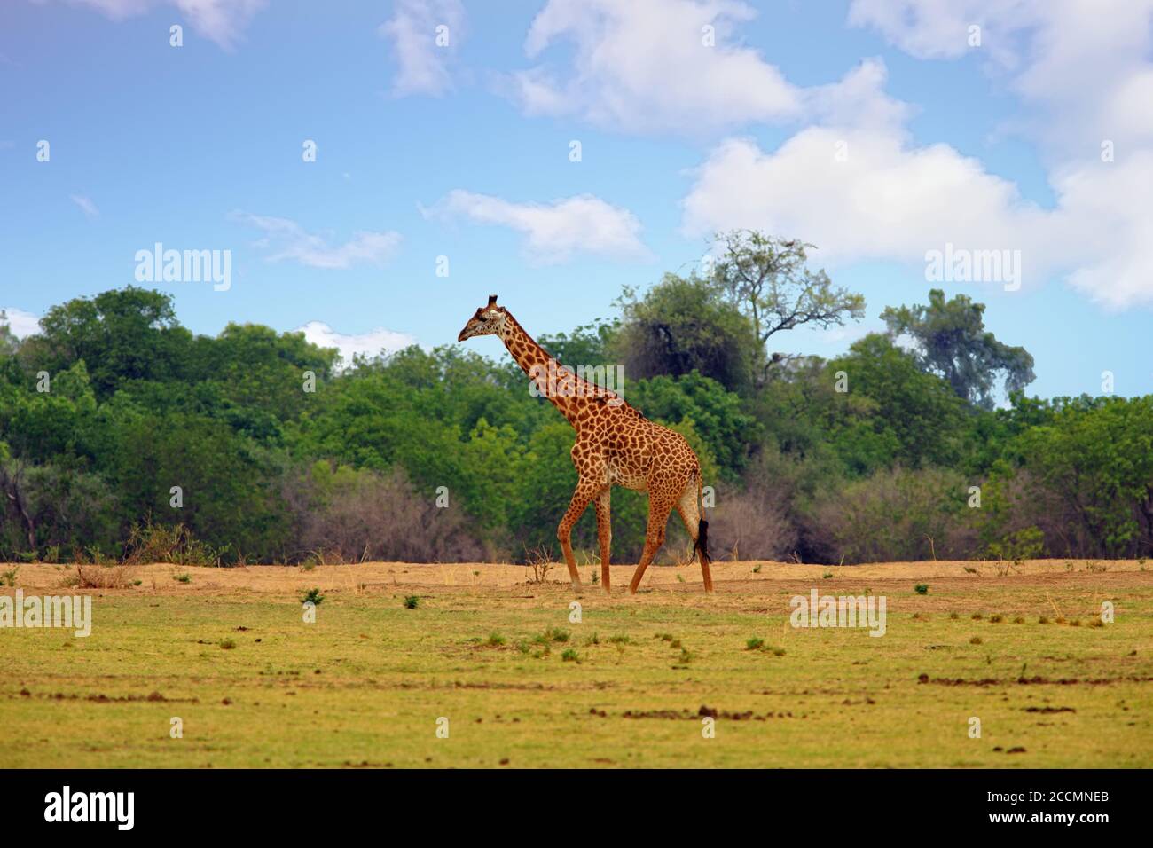 Luangwa giraffe hi-res stock photography and images - Alamy