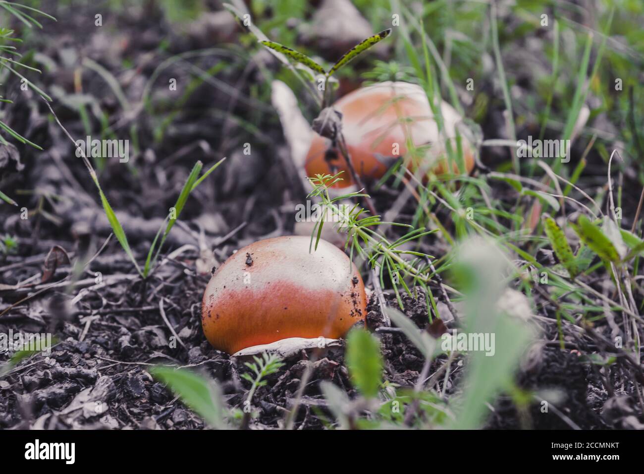 Caesar mushroom hi-res stock photography and images - Alamy