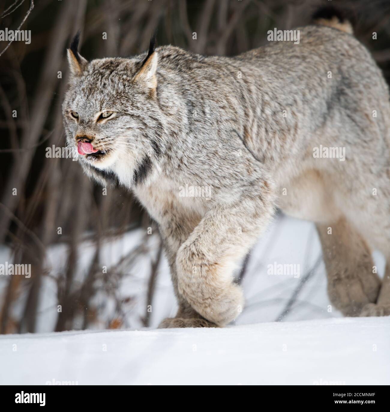 Canadian lynx in the wild Stock Photo - Alamy
