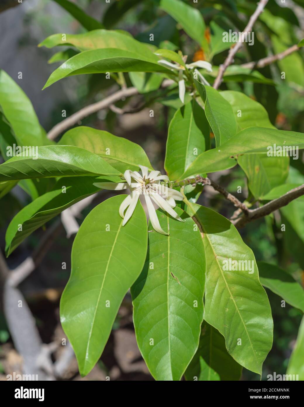 Flowers of cananga odorata hi-res stock photography and images - Alamy
