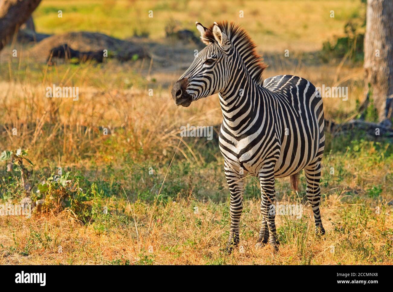 Cautious animals hi-res stock photography and images - Alamy