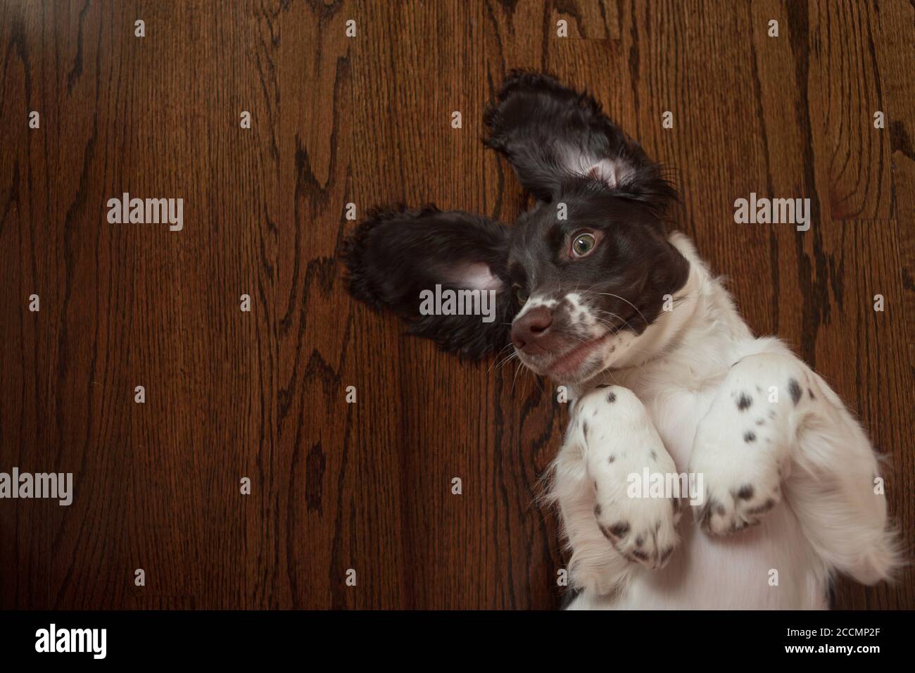 Pleading puppy hi-res stock photography and images - Alamy