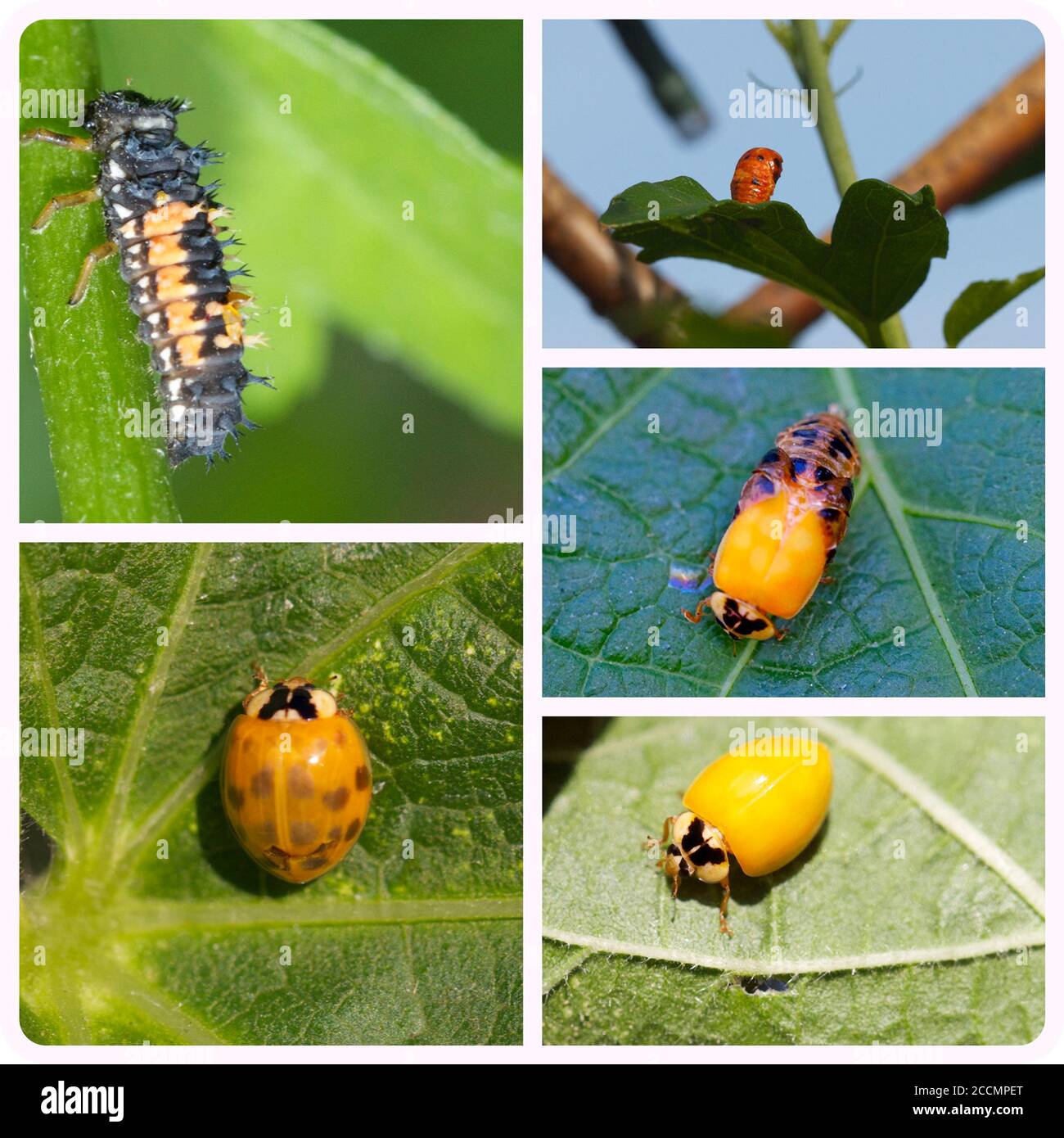 Ladybird life cycle hi-res stock photography and images - Alamy