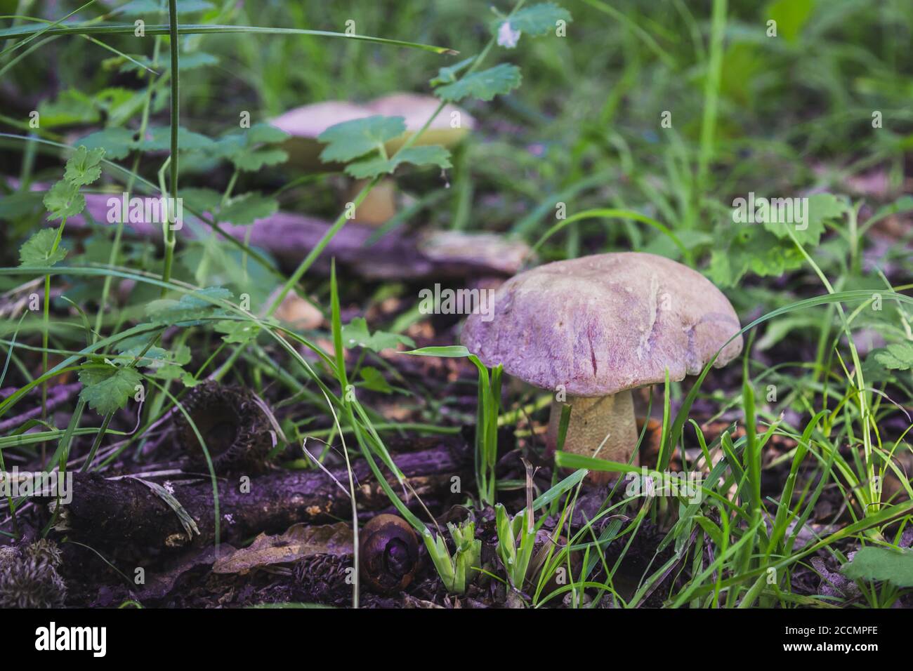 Boletus pseudoregius edible wild mushroom Stock Photo - Alamy