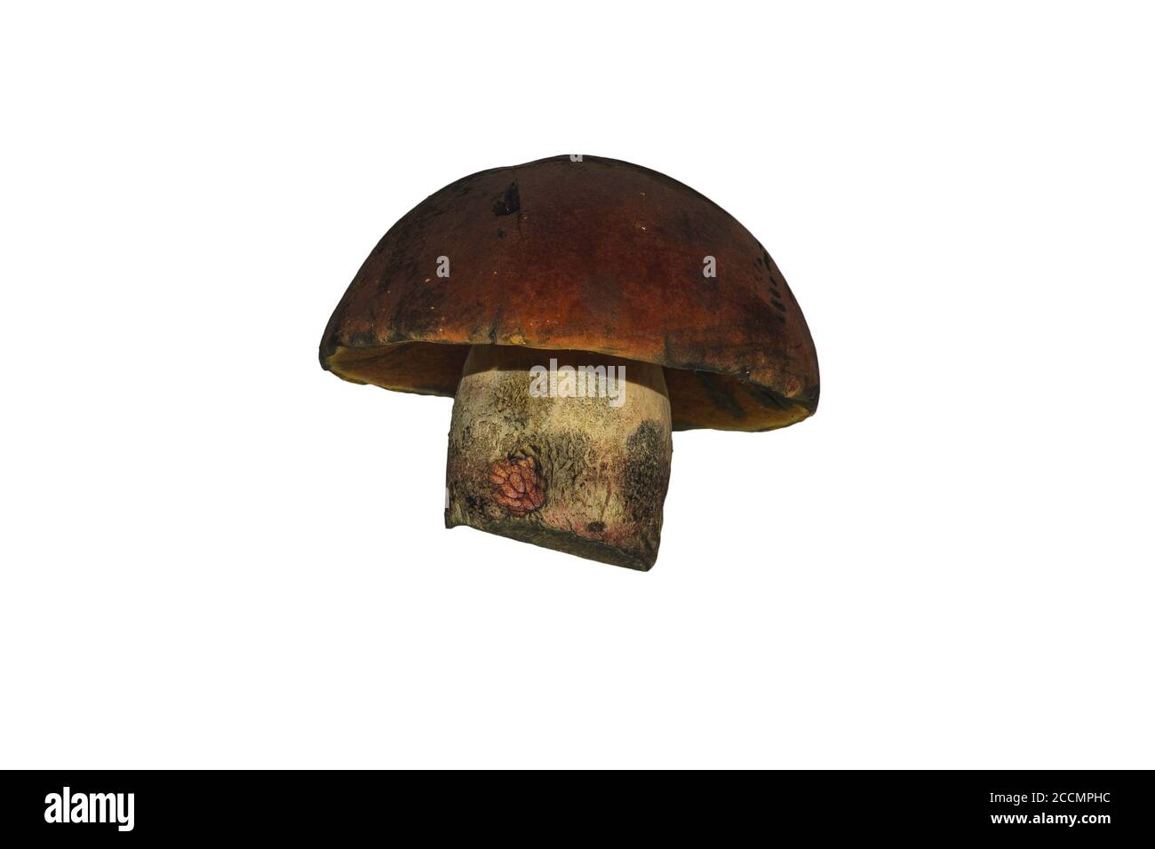 Suillellus queletti - the deceiving bolete Stock Photo - Alamy