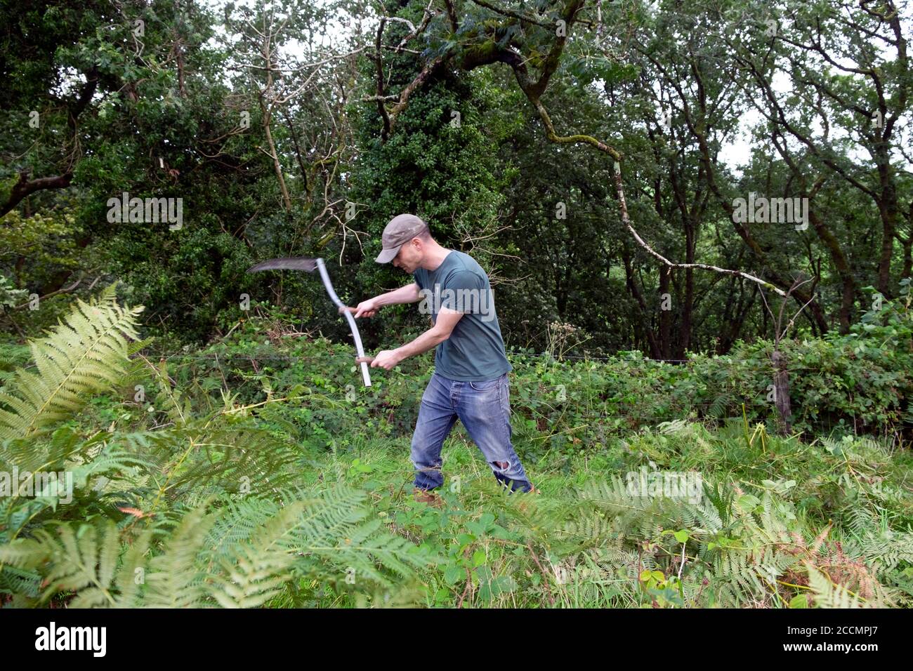 Composting bracken hi-res stock photography and images - Alamy