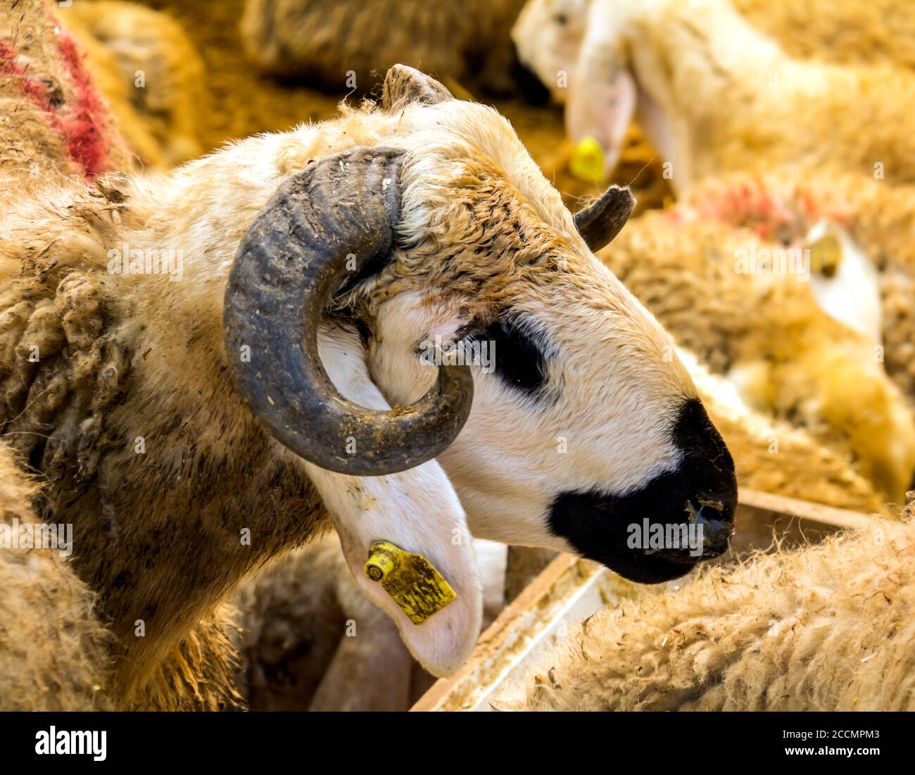 Sheep sold in the animal market Stock Photo - Alamy