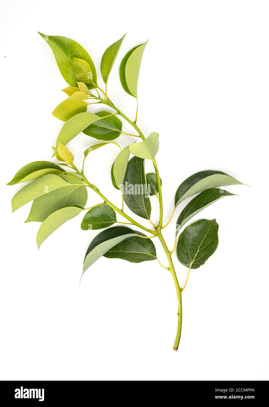 Camphor branch on white background Stock Photo - Alamy