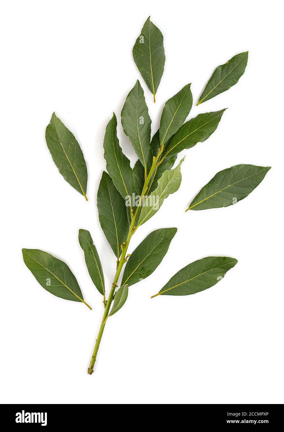 Laurel (Laurus nobilis) branch on white background Stock Photo - Alamy