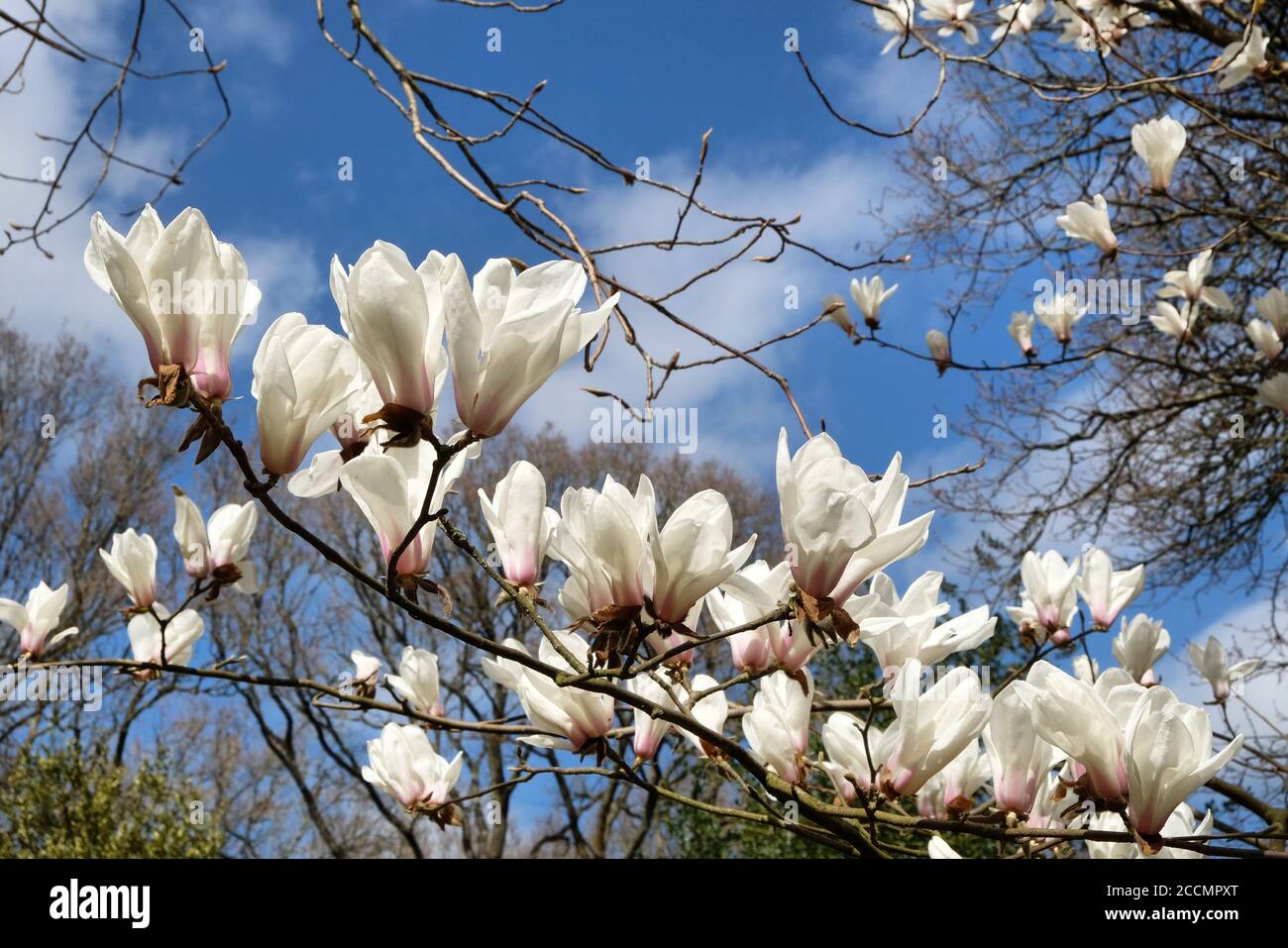 Yulan magnolia hi-res stock photography and images - Alamy