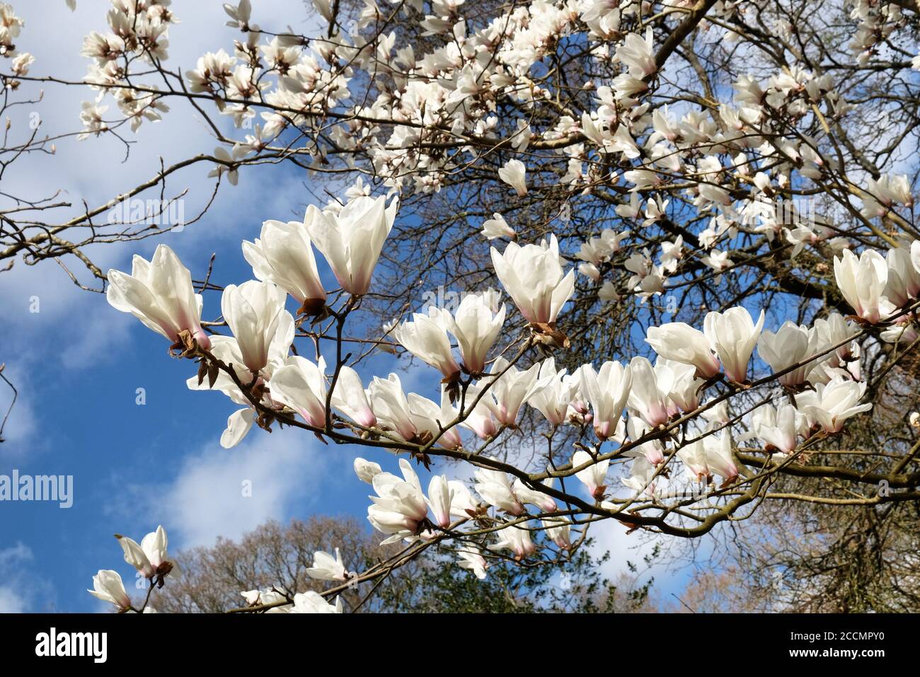 Yulan magnolia hi-res stock photography and images - Alamy