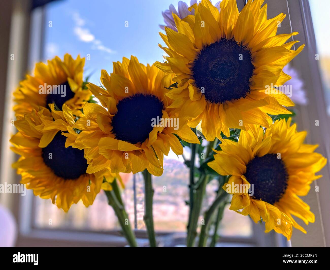 Bouquet of sunflowers in the morning sun Stock Photo - Alamy