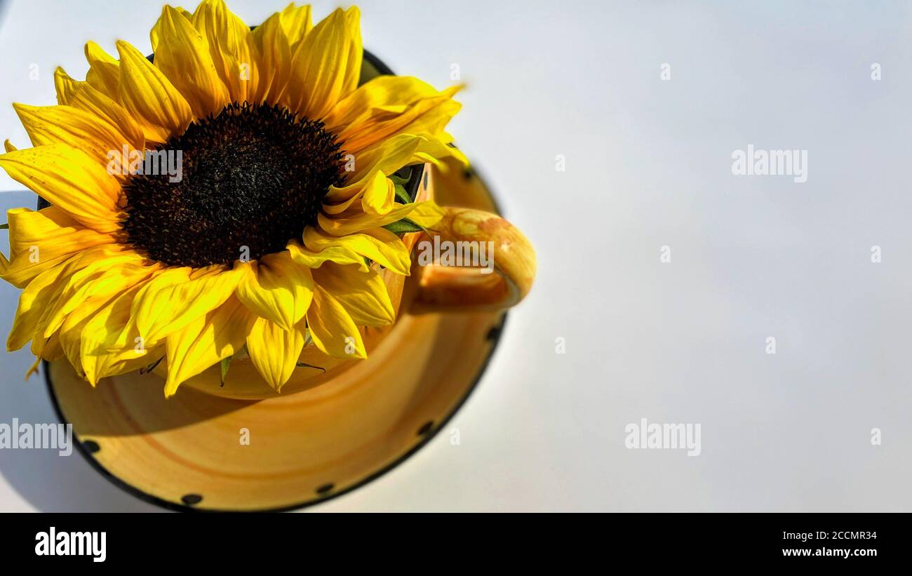 Sunflower in coffee cup in sunshine Stock Photo - Alamy