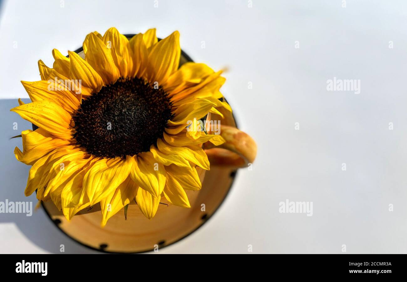 Sunflower in coffee cup in sunshine Stock Photo - Alamy