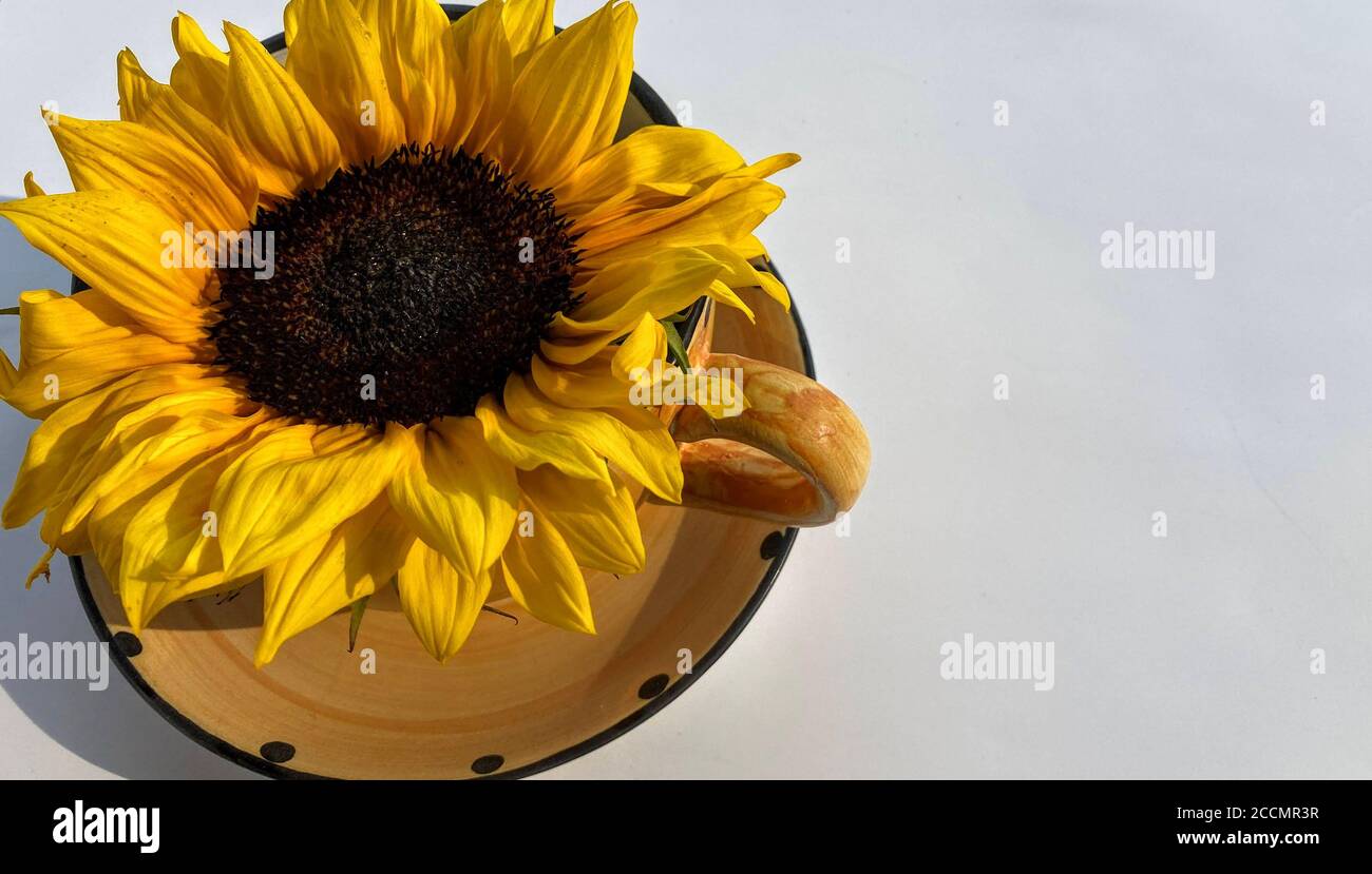 Sunflower in coffee cup in sunshine Stock Photo - Alamy