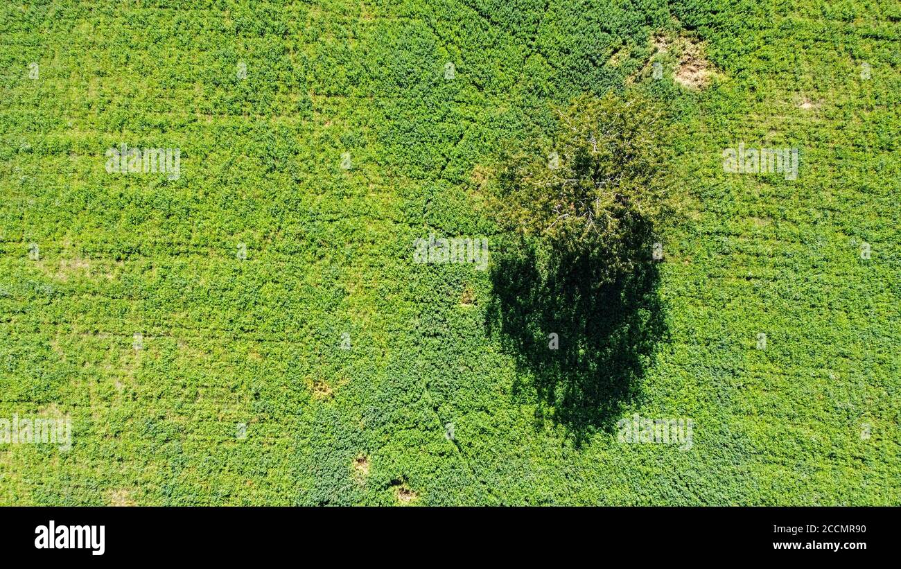 Aerial view of a lonely tree in a green meadow from the drone Stock ...