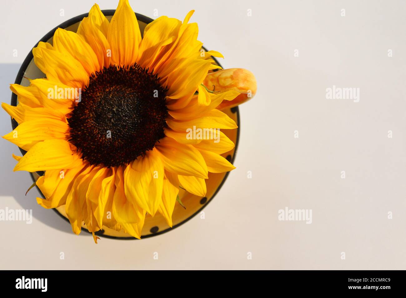 Sunflower in coffee cup in sunshine Stock Photo - Alamy