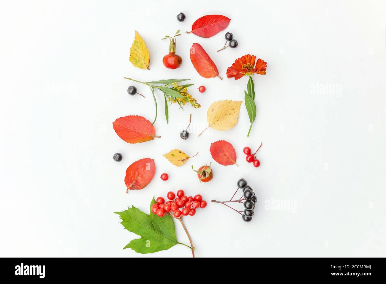 Autumn floral composition. Plants viburnum rowan berries dogrose fresh ...