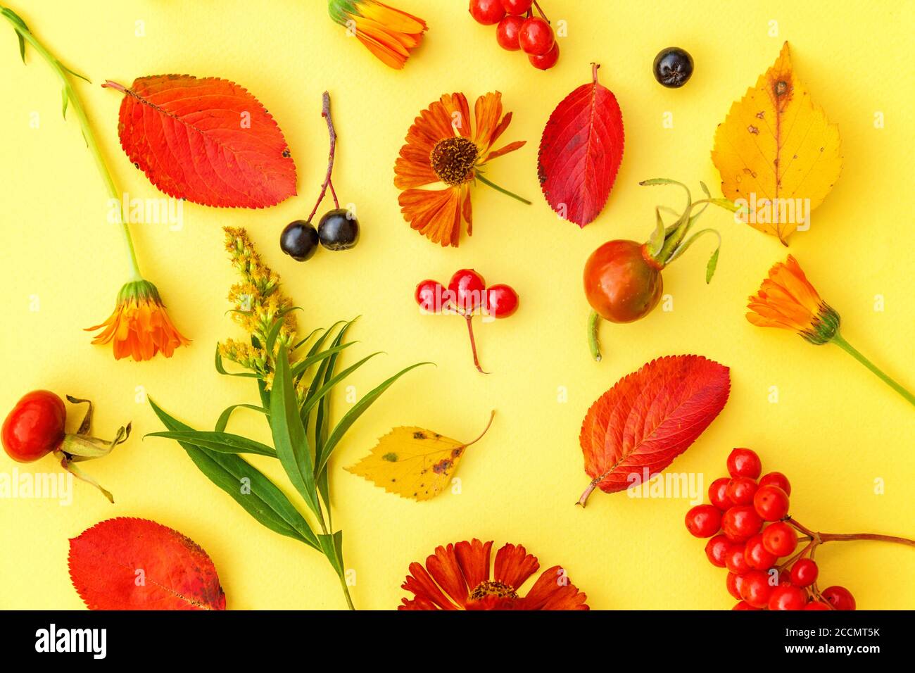 Autumn floral composition. Plants viburnum rowan berries dogrose fresh ...