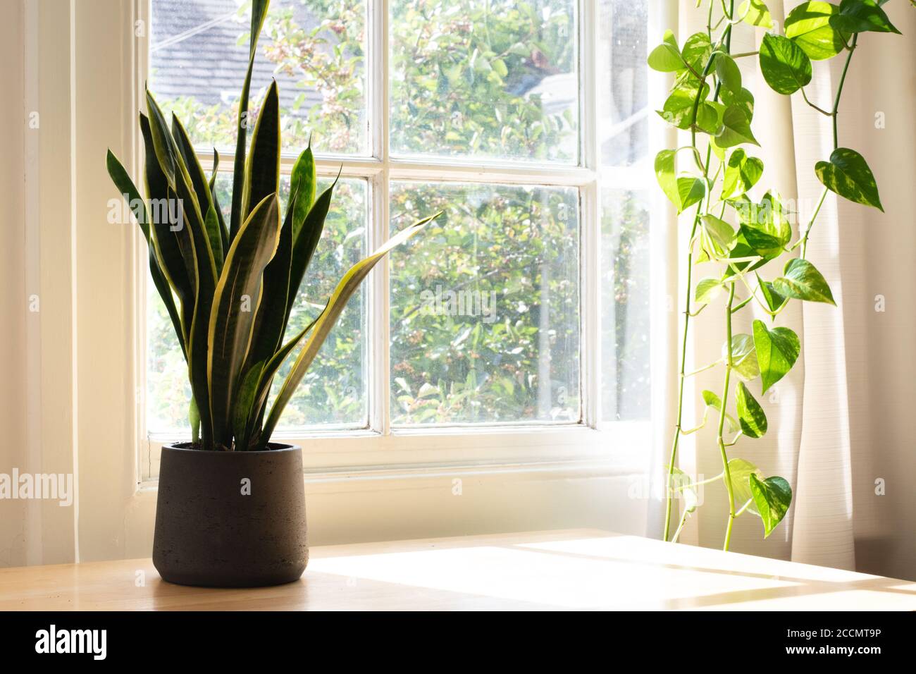 Snake plant next to a window in a beautifully designed home or ...