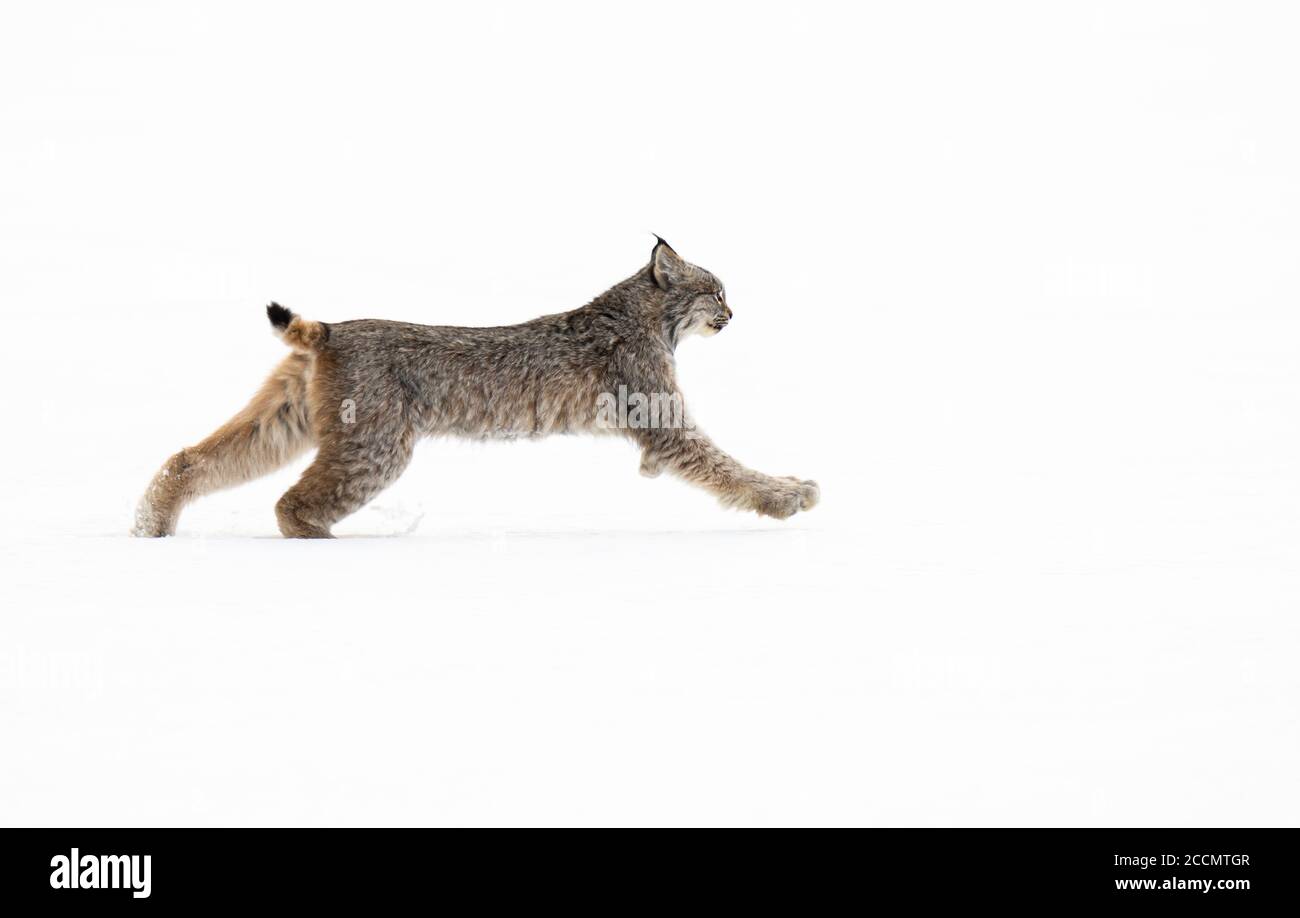Canadian lynx in the wild Stock Photo - Alamy