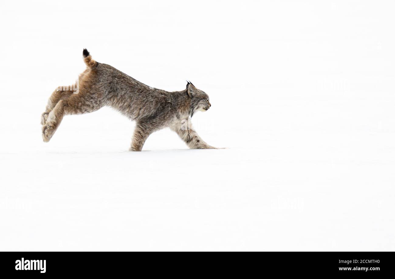 Canadian lynx in the wild Stock Photo - Alamy