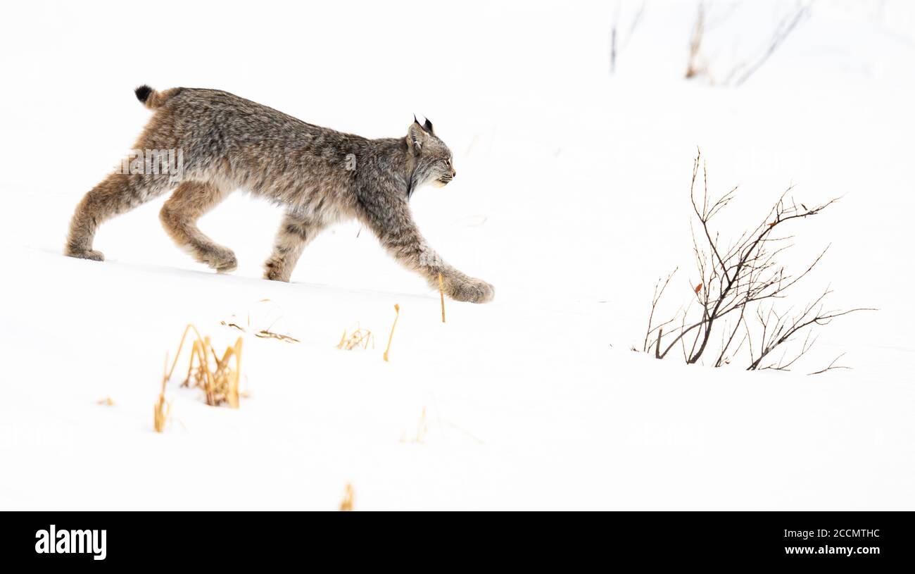 Canadian lynx in the wild Stock Photo - Alamy