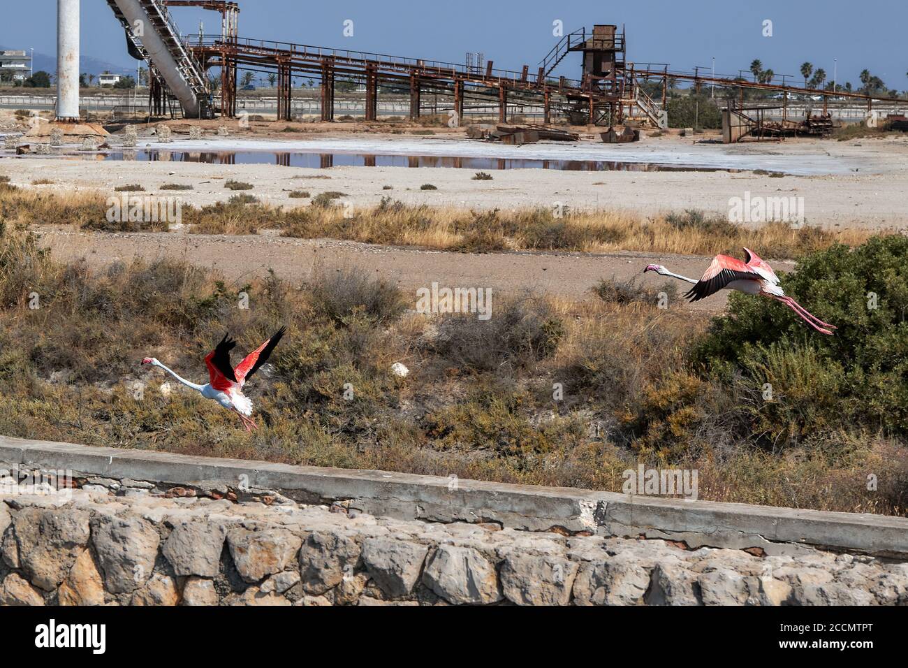 photo hunting of flying flamingos, Molentargius ponds in Sardnia Stock ...