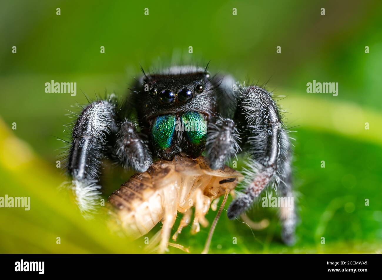 A jumping spider (Phidippus regius) eating its prey cockroach on a ...