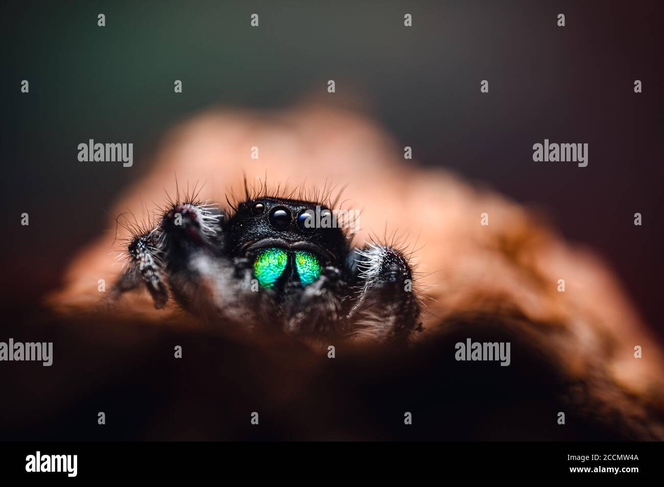 Wood spiders hi-res stock photography and images - Alamy