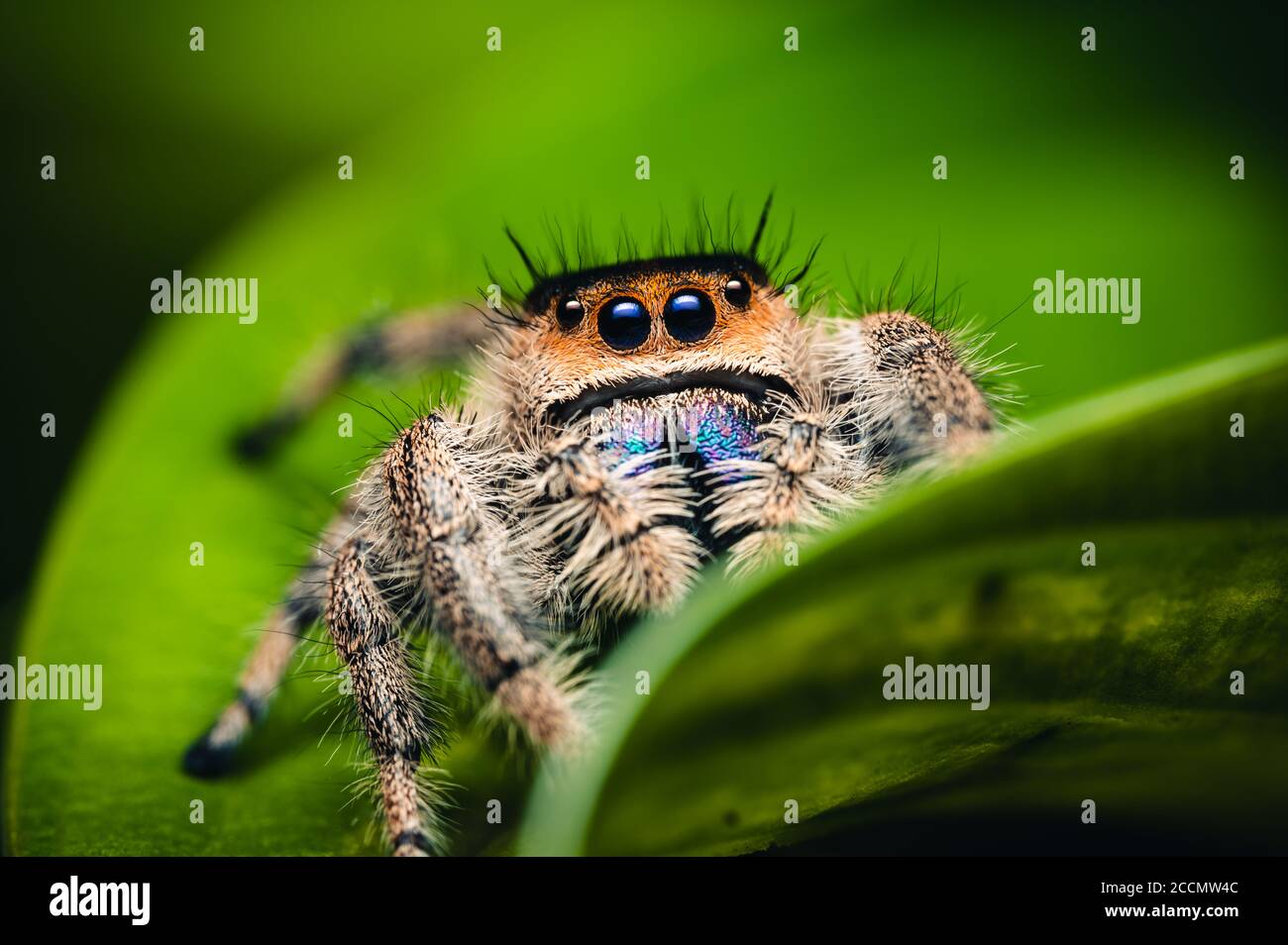 Female jumping spider (Phidippus regius) crawling on green. Macro, big ...