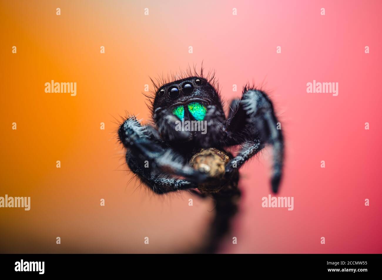 Most beautiful spiders hi-res stock photography and images - Alamy