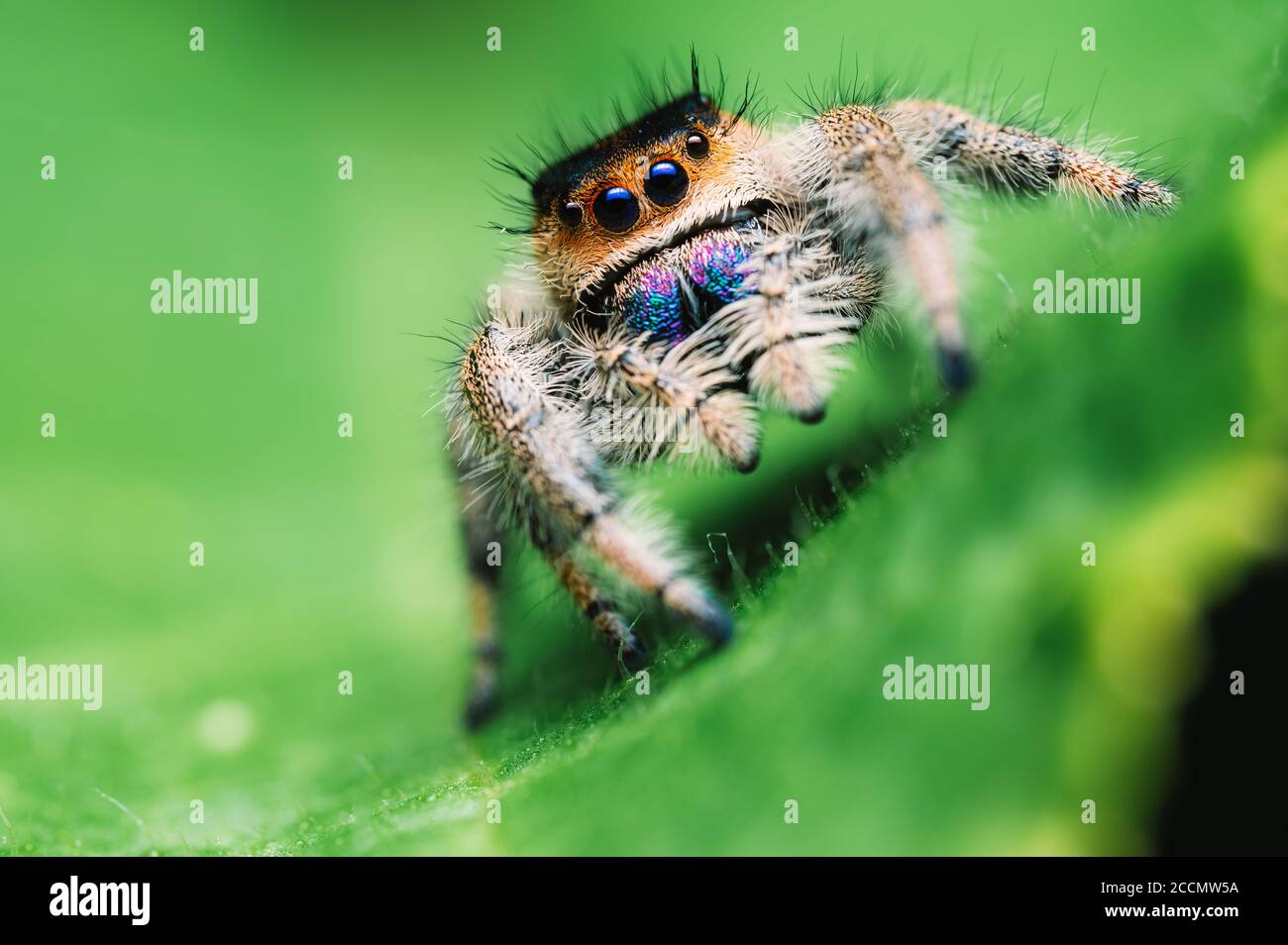 Palm spiders hi-res stock photography and images - Alamy