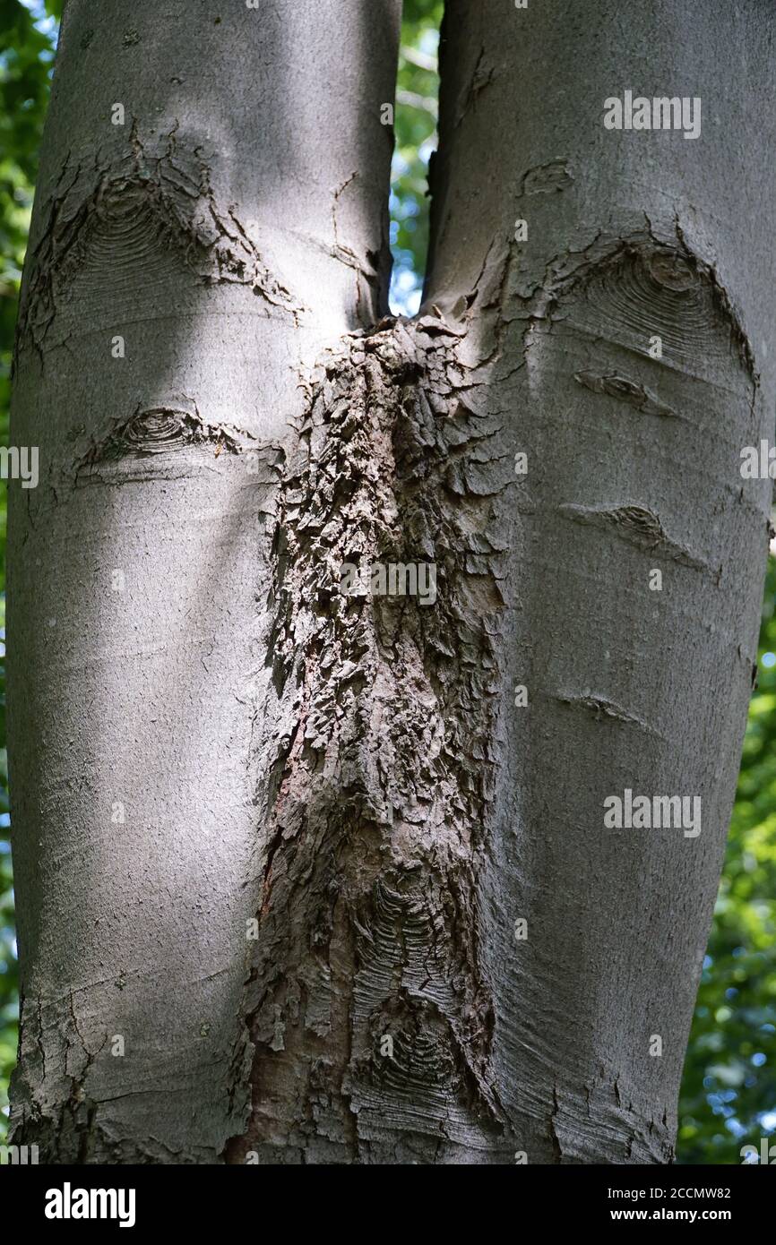 Vertical shot of a big tree in the forest Stock Photo - Alamy