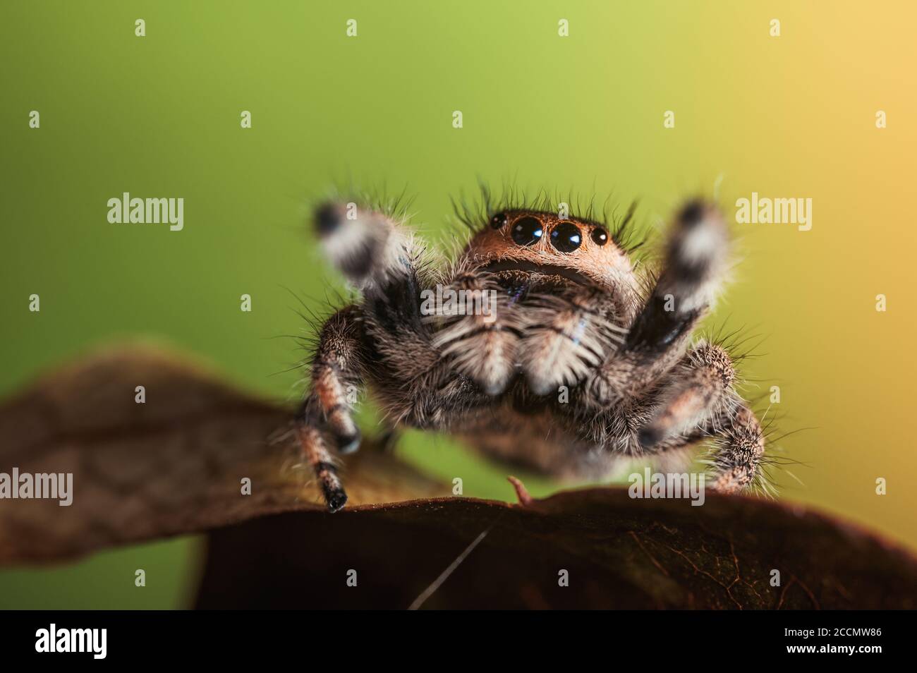Cute Jumping Spider
