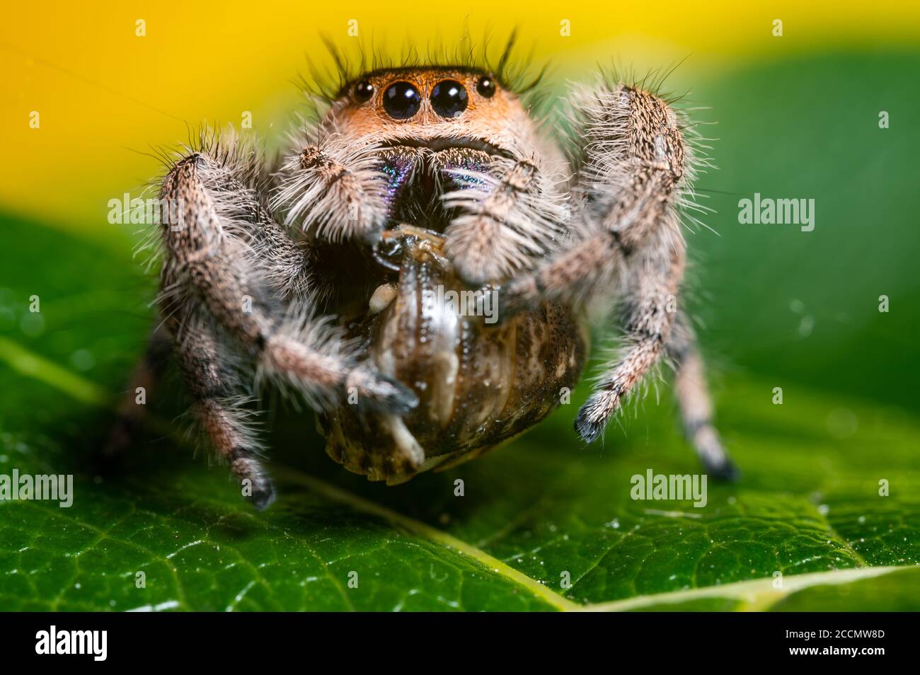 A jumping spider (Phidippus regius) eating its prey cockroach on a ...