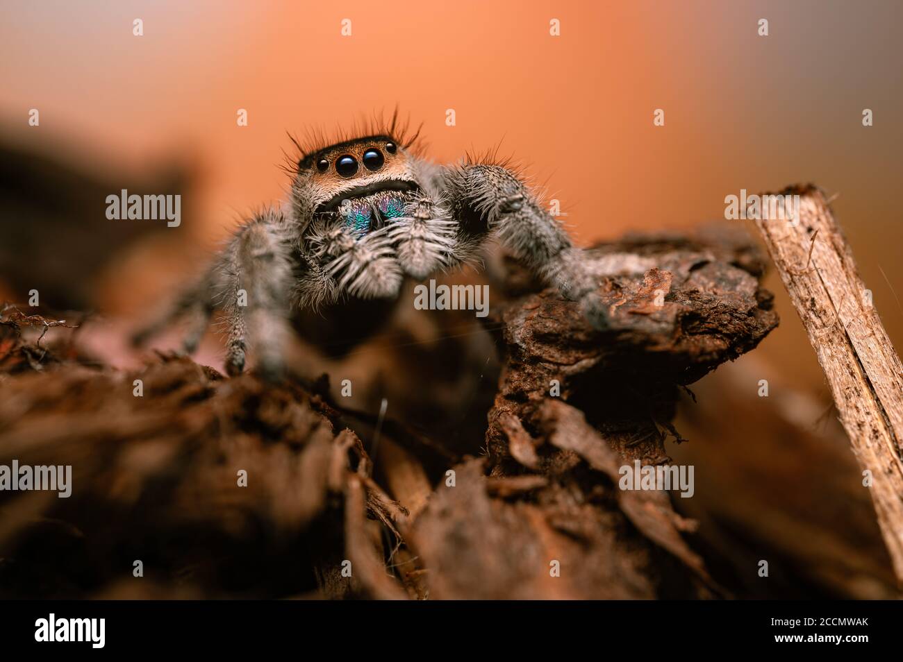 Cute spiders hi-res stock photography and images - Alamy