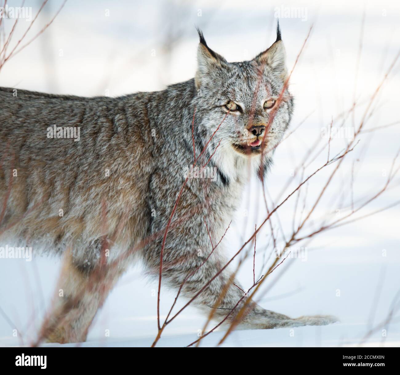 Canadian lynx in the wild Stock Photo - Alamy