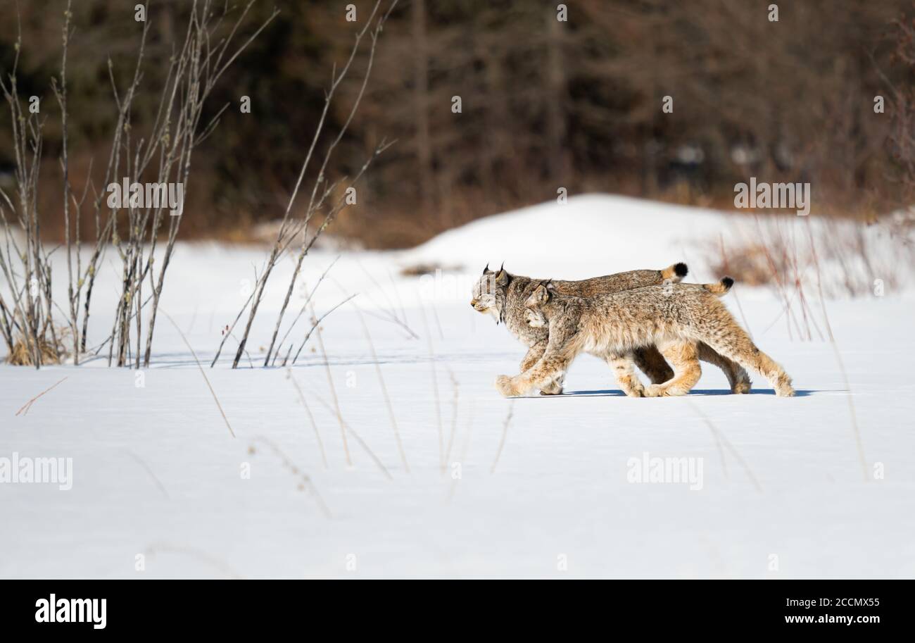 Canadian lynx in the wild Stock Photo - Alamy