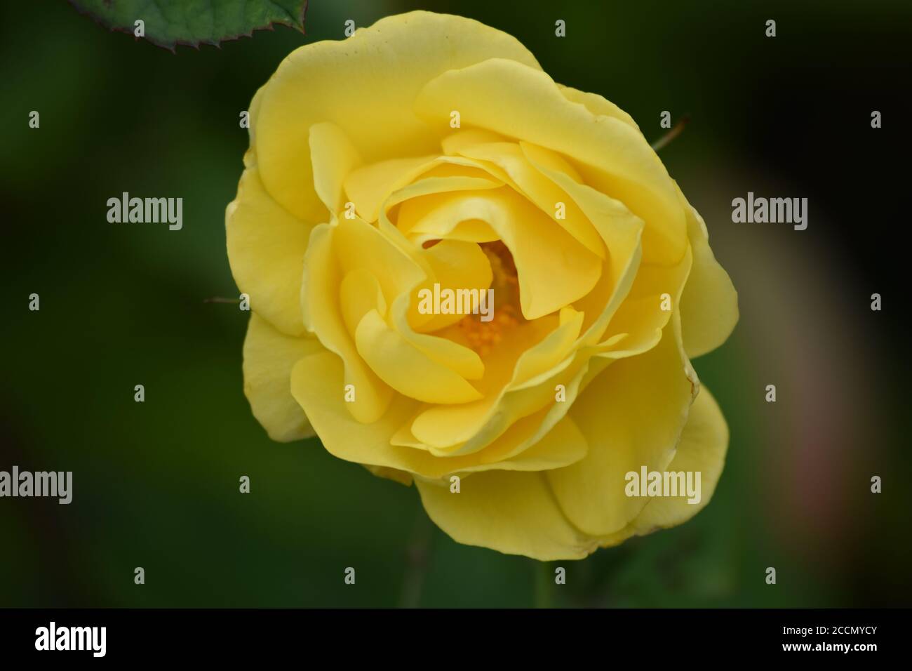 Yellow rose in an Irish summer garden Stock Photo - Alamy