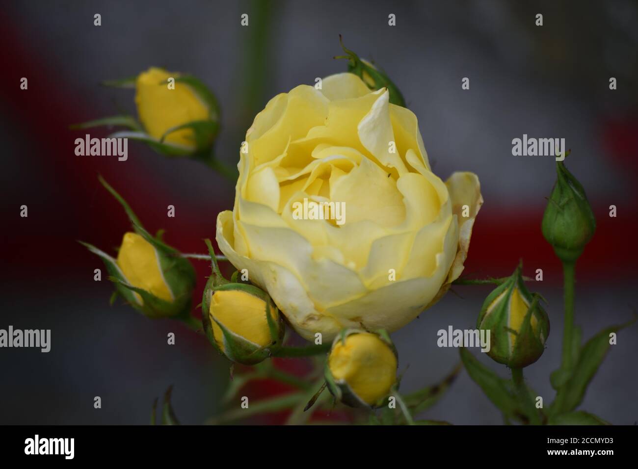 Lemon yellow rose hi-res stock photography and images - Alamy