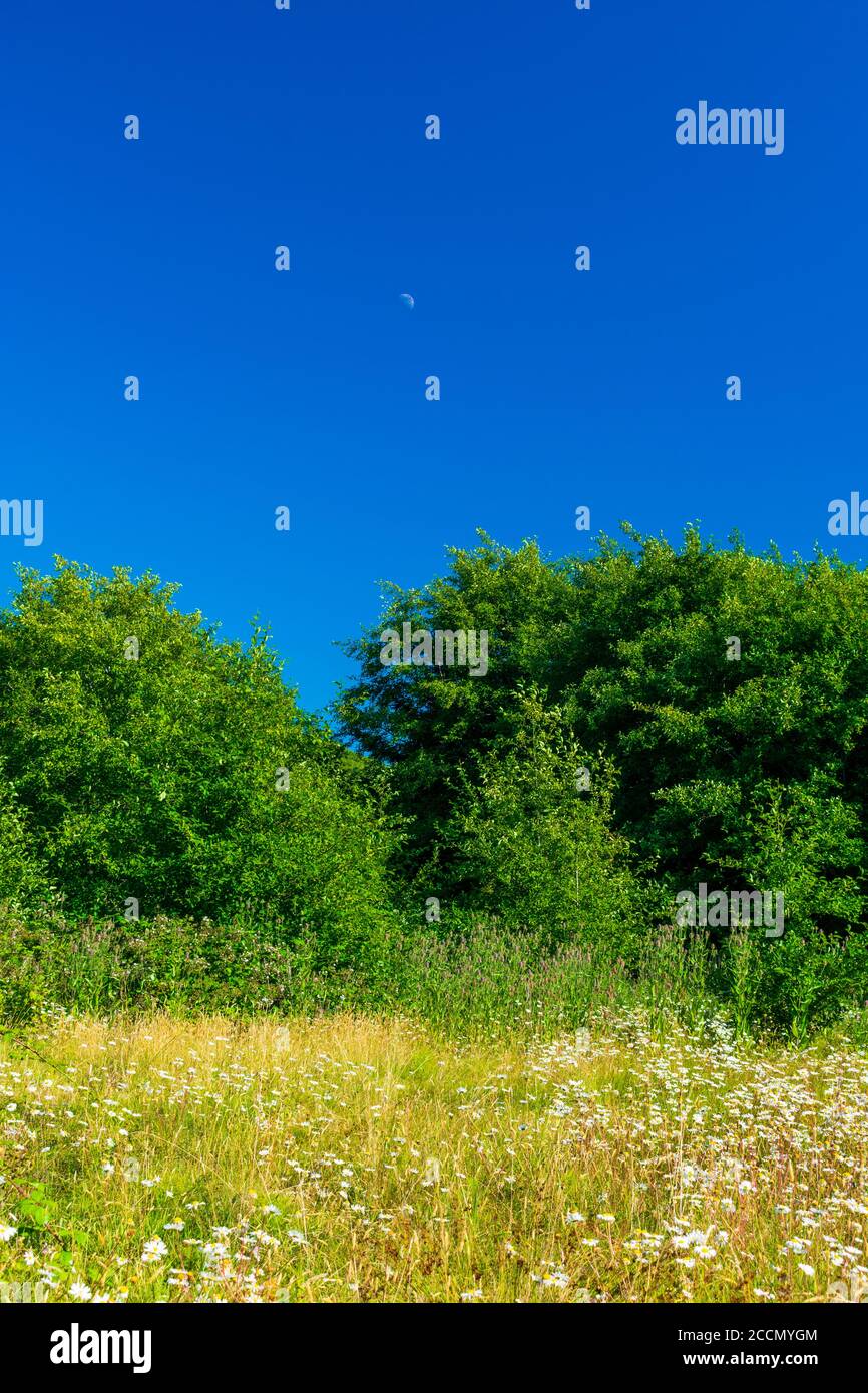 Moon daisy flowers hi-res stock photography and images - Alamy