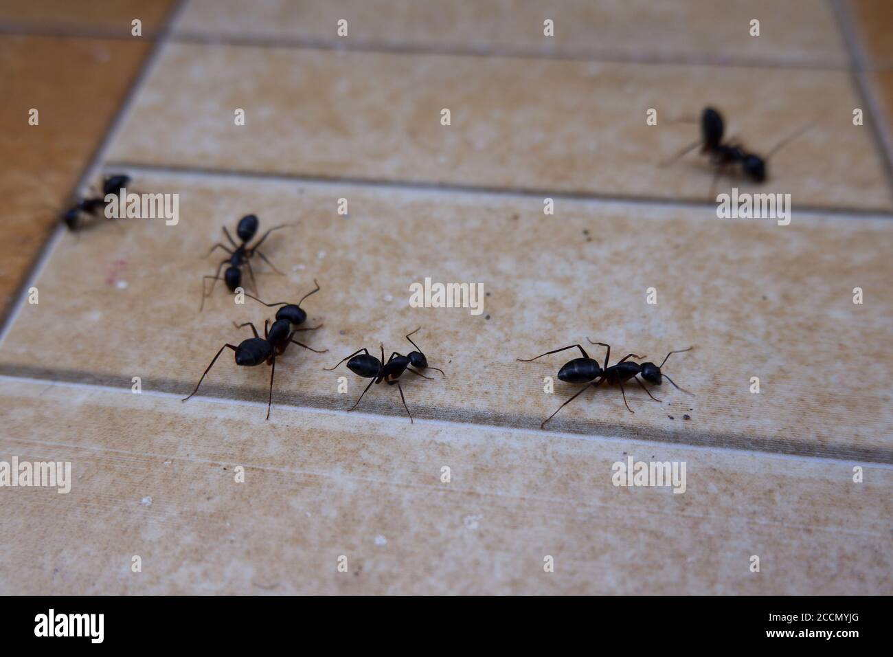 Closeup of ants on the floor Stock Photo - Alamy