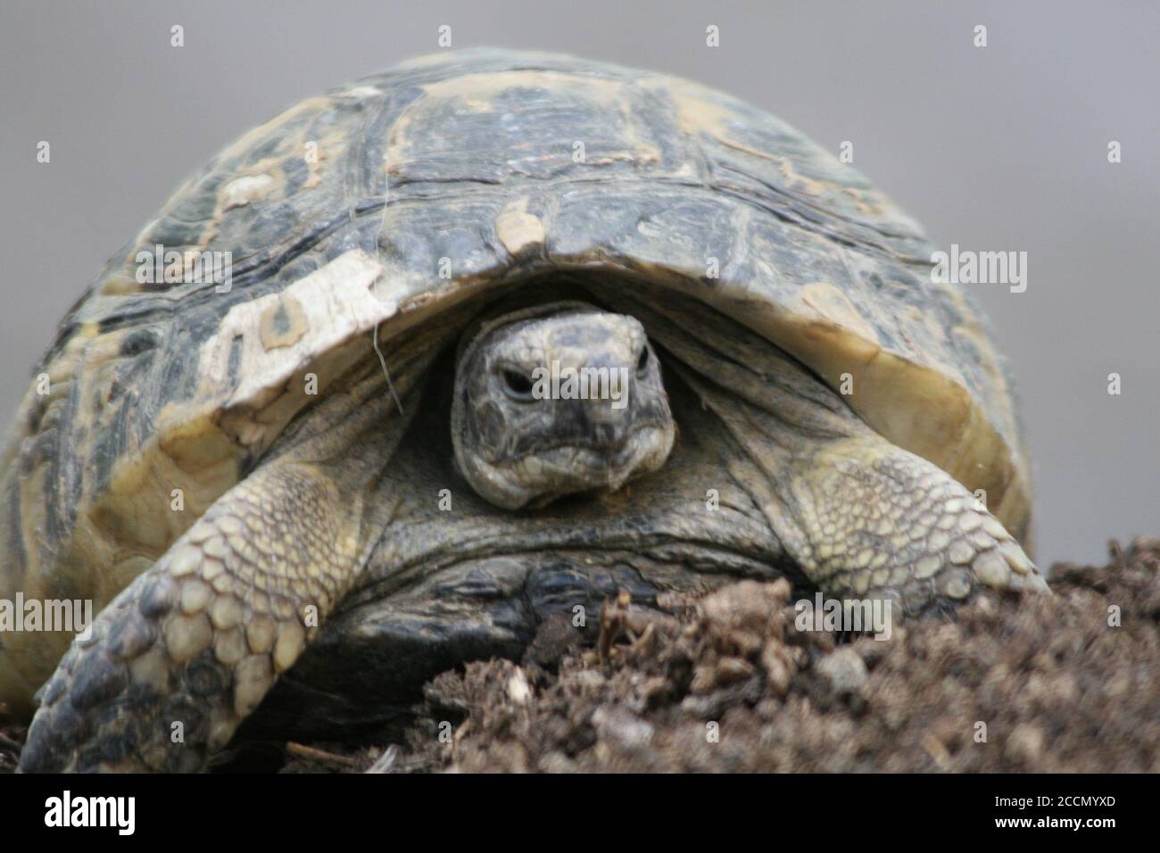 Big turtle in the city. Ankara, Turkey. Turtle in the garden. Tortoise ...
