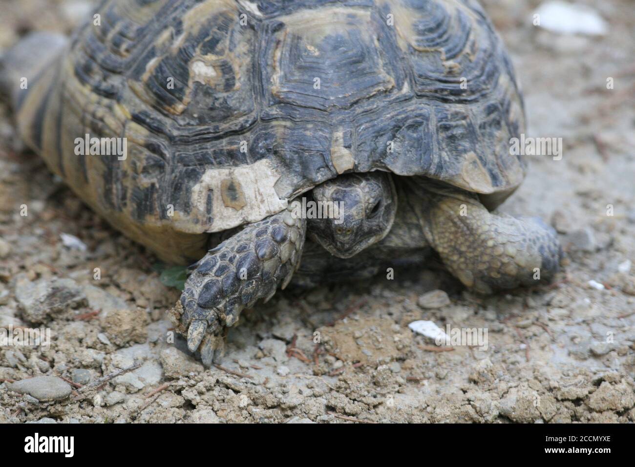 Big turtle in the city. Ankara, Turkey. Turtle in the garden. Tortoise ...