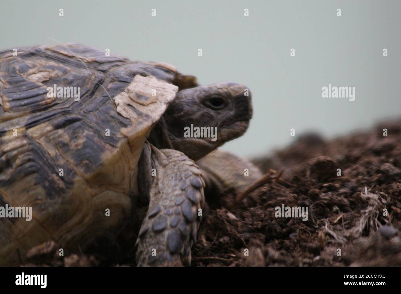 Big turtle in the city. Ankara, Turkey. Turtle in the garden. Tortoise ...