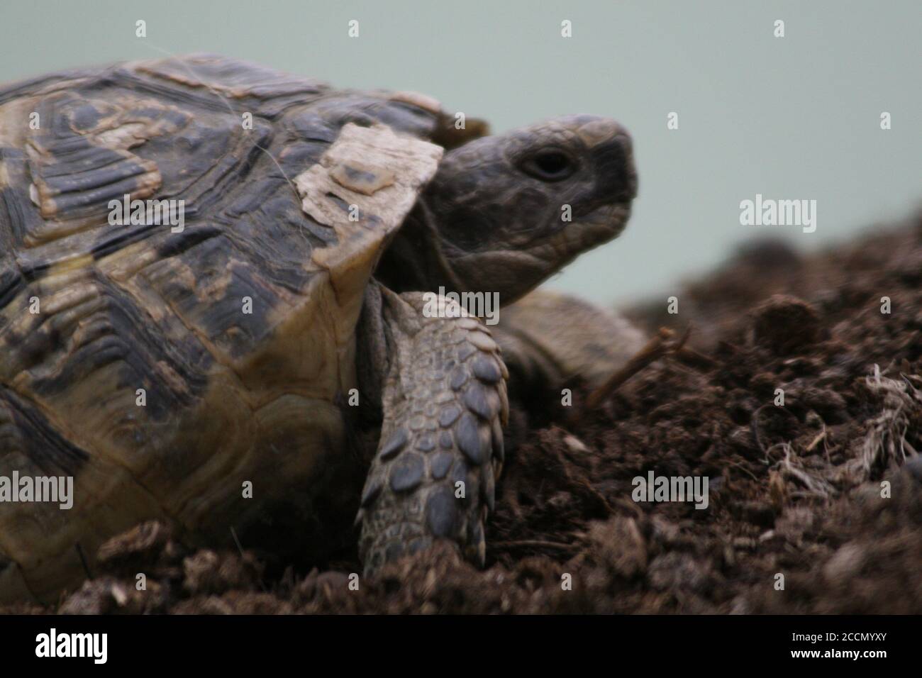Big turtle in the city. Ankara, Turkey. Turtle in the garden. Tortoise ...