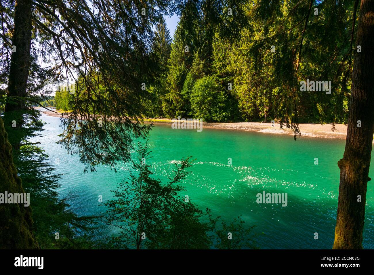 Queets rain forest hi-res stock photography and images - Alamy